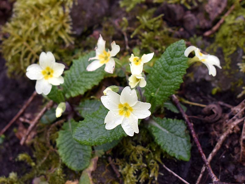 Irish Wildflowers By Month - Wilderness Ireland