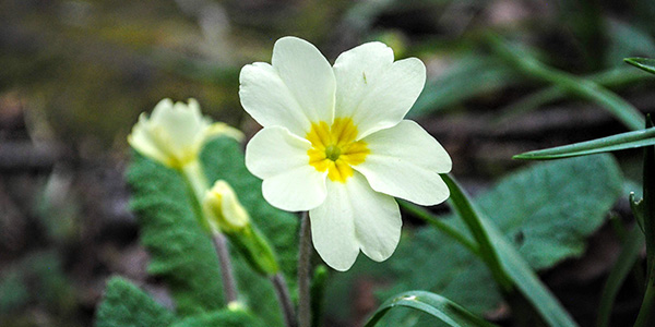 Incredible Wildflowers of the Burren - Wilderness Ireland