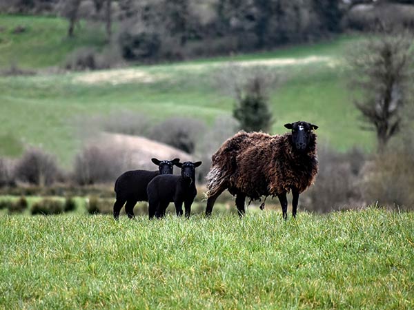 Sheep In Ireland Facts