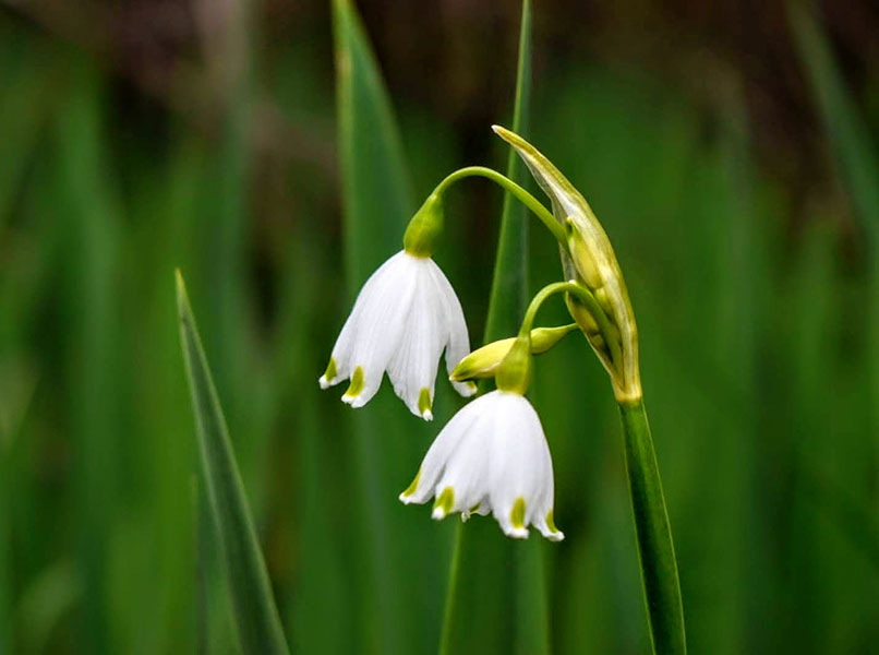 Spotting Bluebells: Irish Wildflowers - Wilderness Ireland