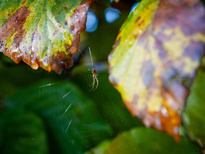 Irish Wildlife: Spotting Bats in Ireland