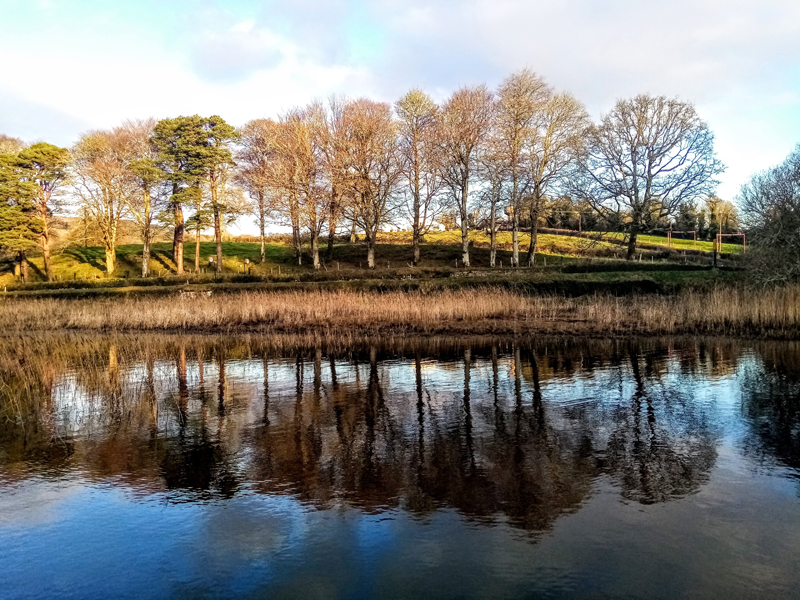 Native Trees of Ireland & Ogham Language - Wilderness Ireland